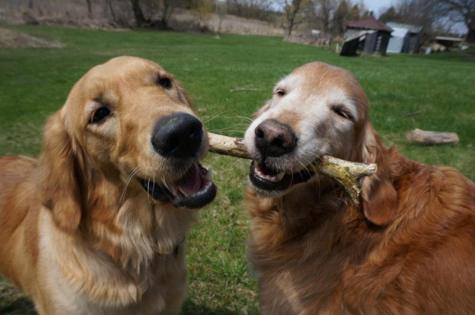 15 Pet Duos Who Are Exactly Like You And Your Best Friend - The Dodo