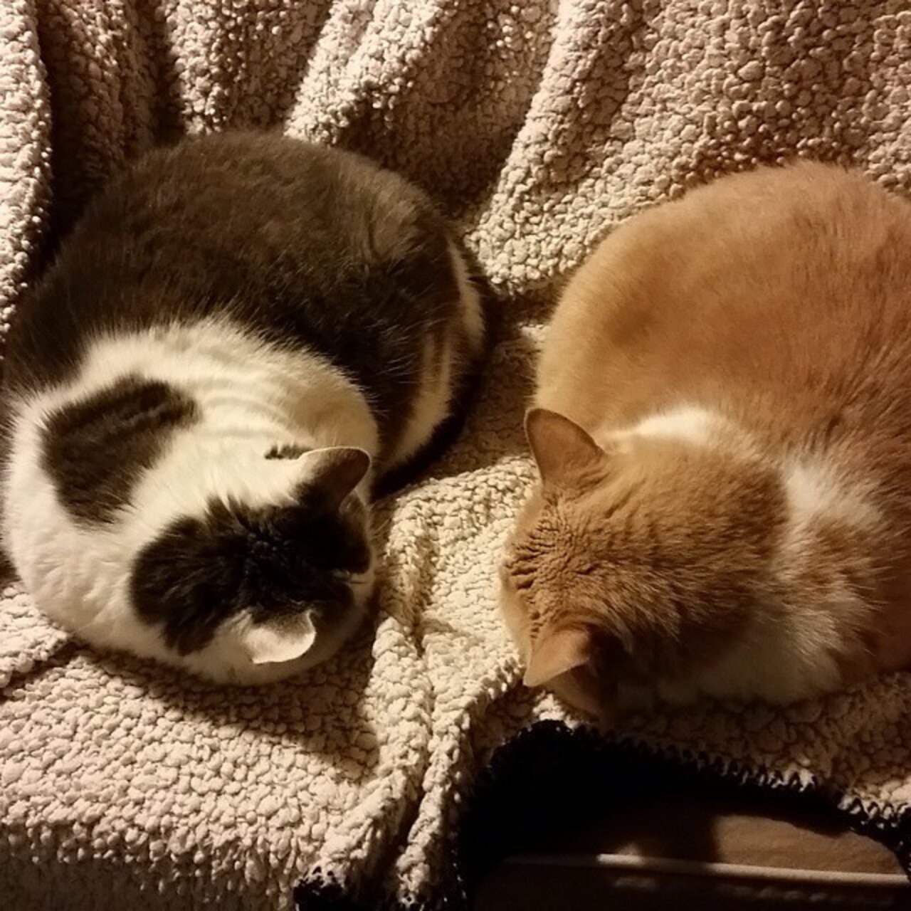 15 Pet Duos Who Are Exactly Like You And Your Best Friend - The Dodo