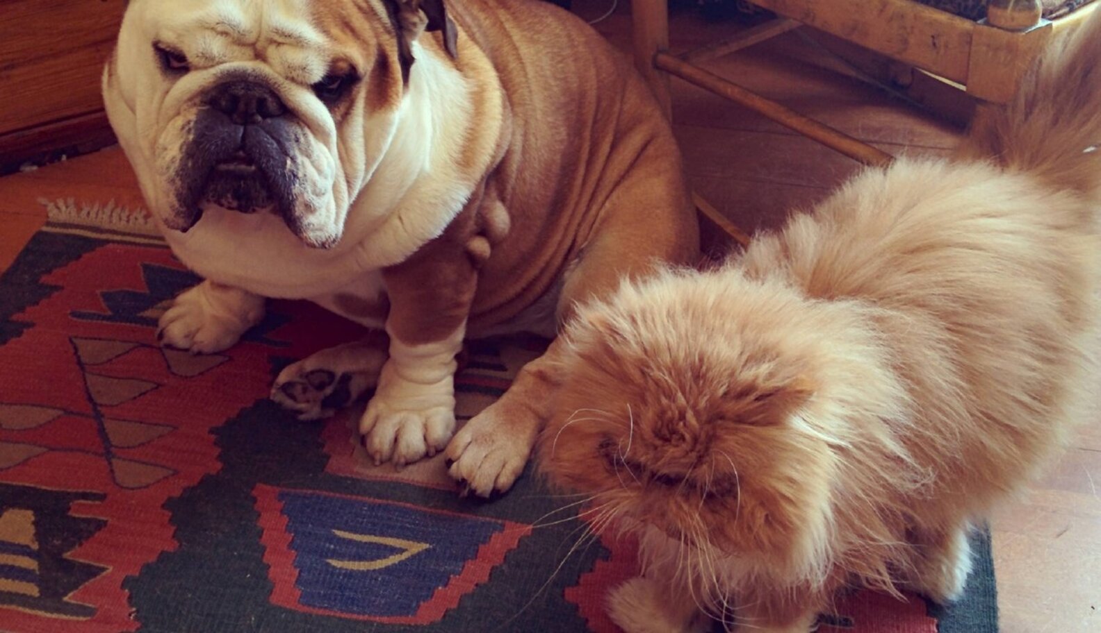 15 Pet Duos Who Are Exactly Like You And Your Best Friend - The Dodo