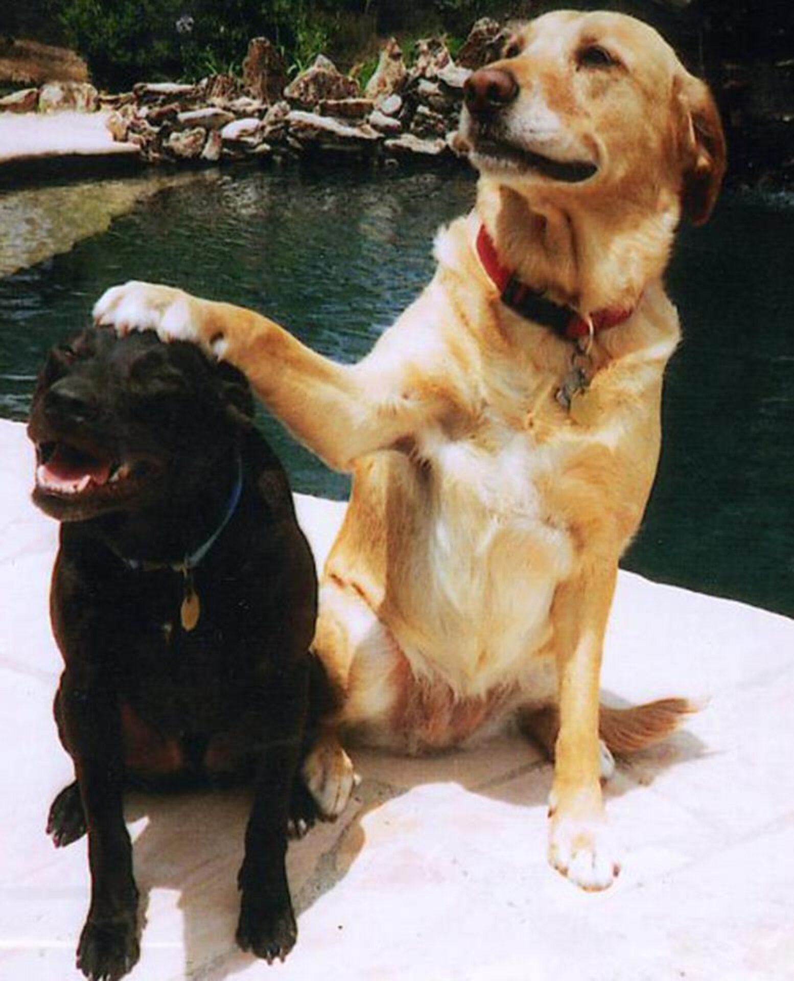 15 Pet Duos Who Are Exactly Like You And Your Best Friend - The Dodo