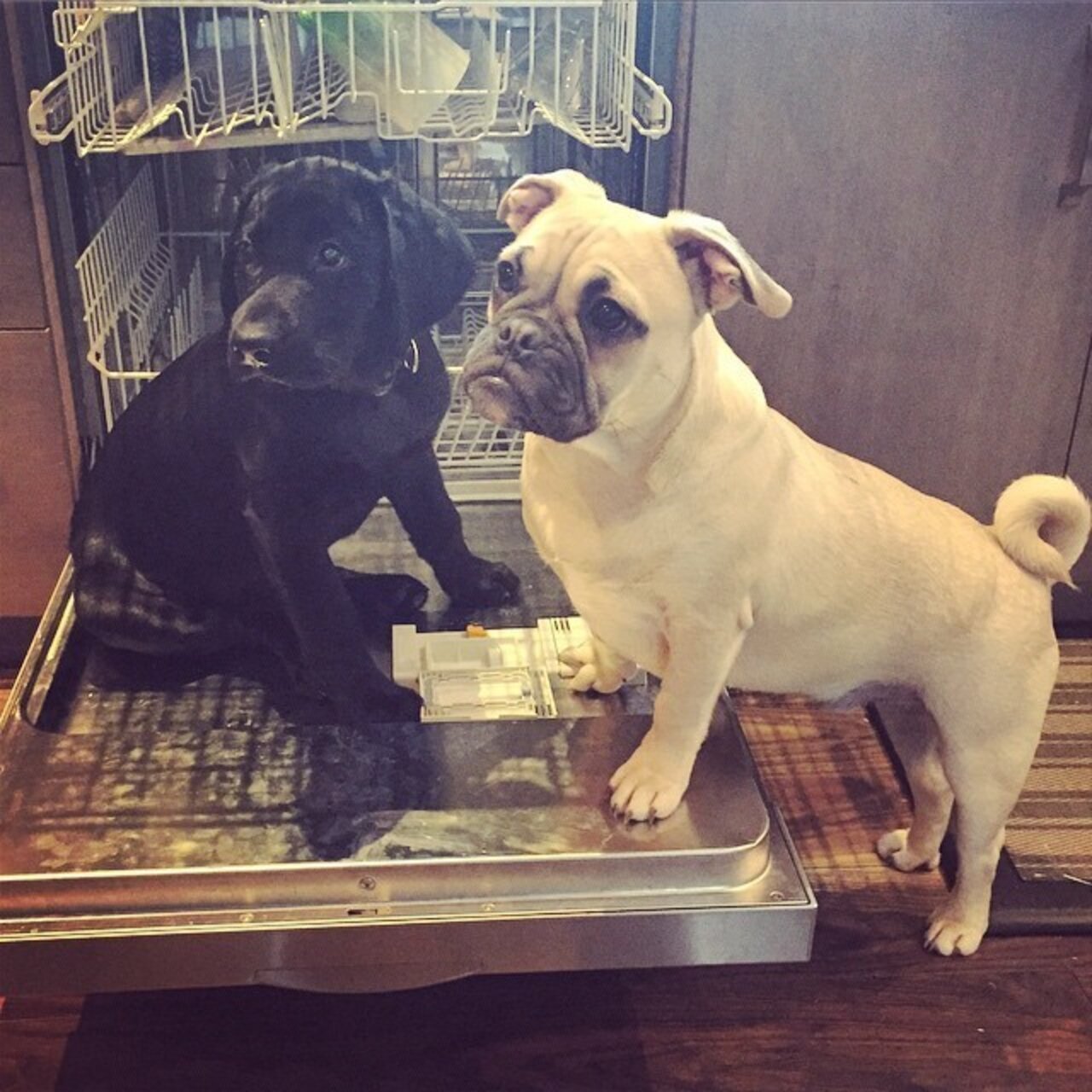 15 Pet Duos Who Are Exactly Like You And Your Best Friend - The Dodo