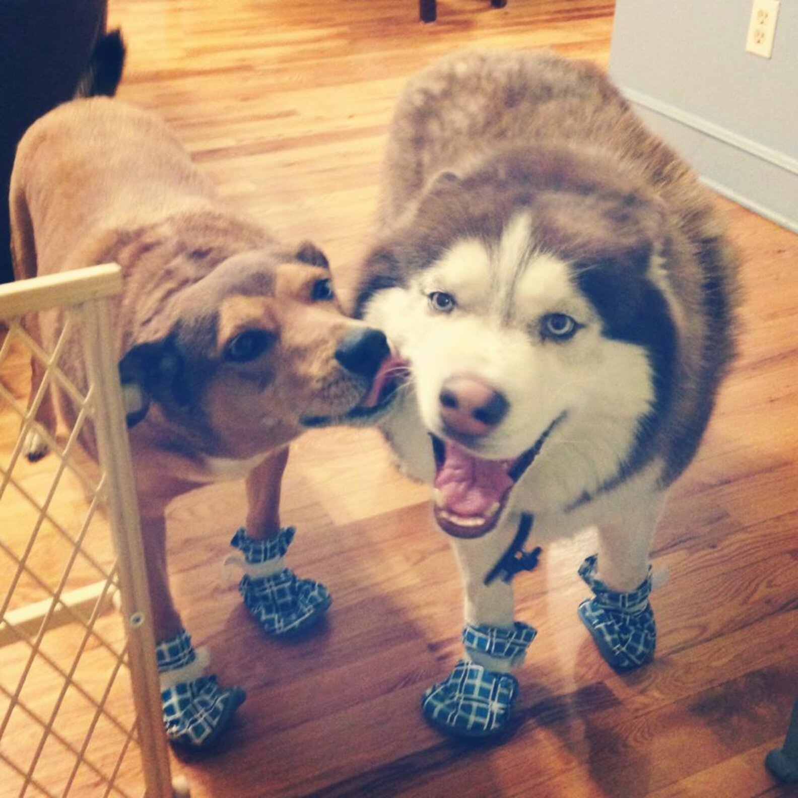 15 Pet Duos Who Are Exactly Like You And Your Best Friend - The Dodo