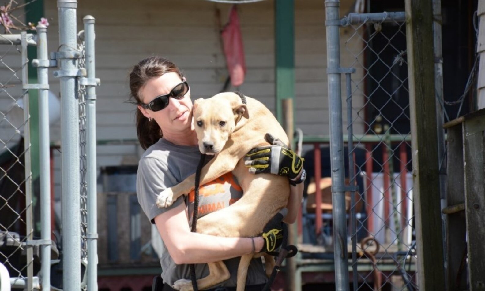 BREAKING: Dozens Of Dogs Rescued From Massive Dogfighting Bust - The Dodo