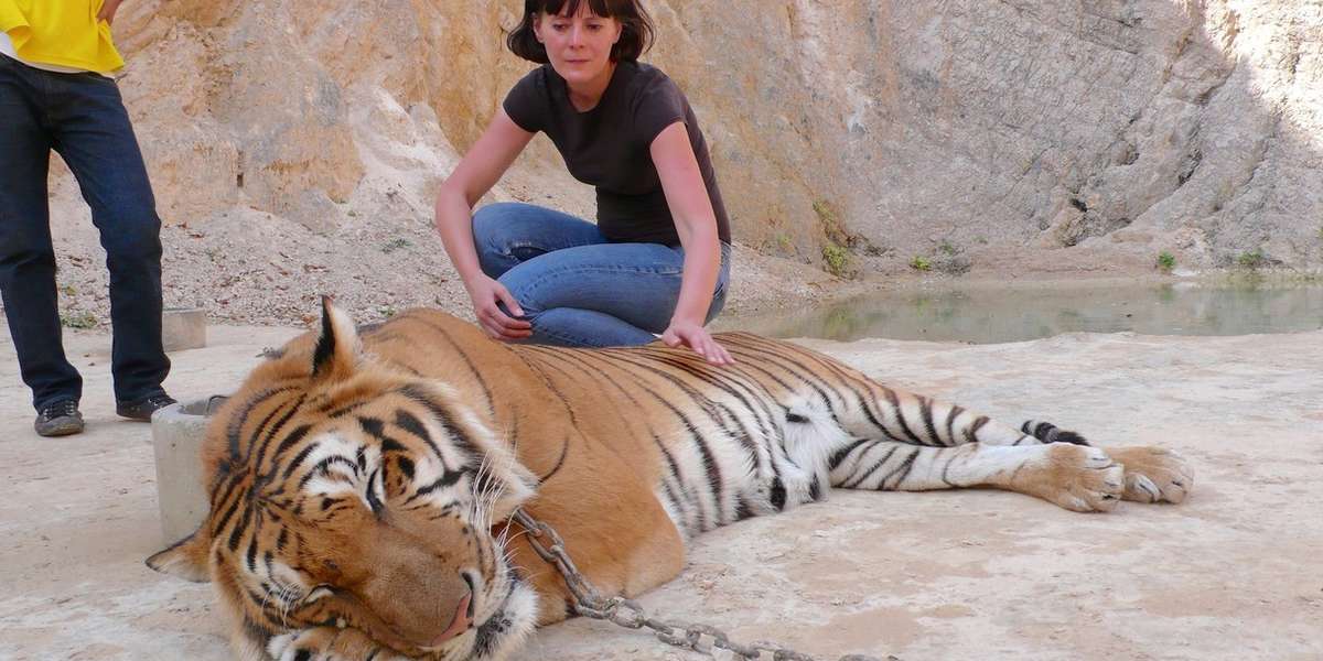 I Visited The 'Tiger Temple' And It Made Me Sick - The Dodo