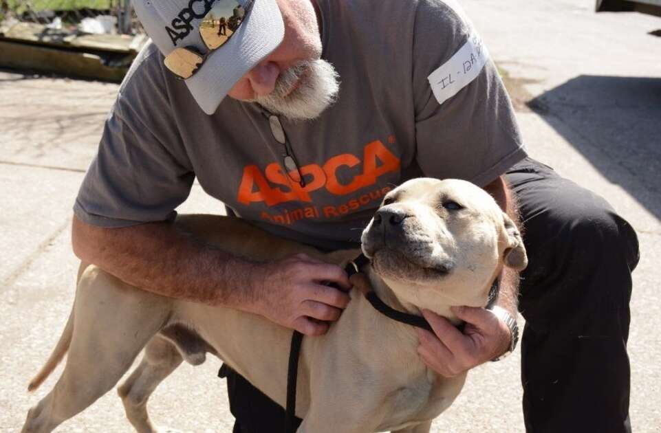 BREAKING: Dozens Of Dogs Rescued From Massive Dogfighting Bust - The Dodo