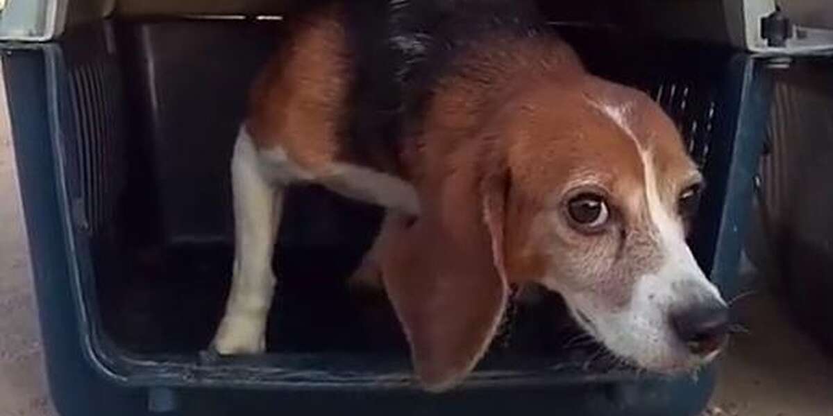Beagle Rescued From Life In Lab Is Too Scared To Leave Cage - The Dodo