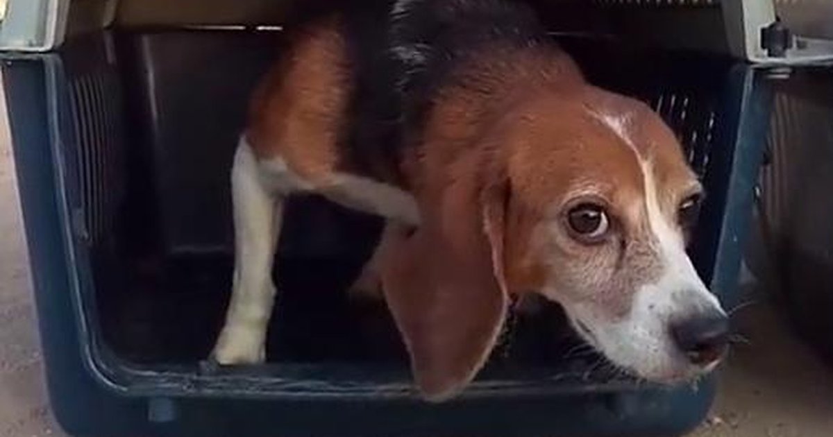Beagle Rescued From Life In Lab Is Too Scared To Leave Cage - The Dodo
