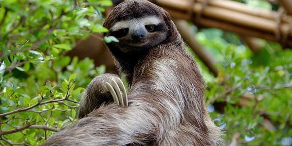 Saving Sloths Can Save People, Scientists Say - The Dodo