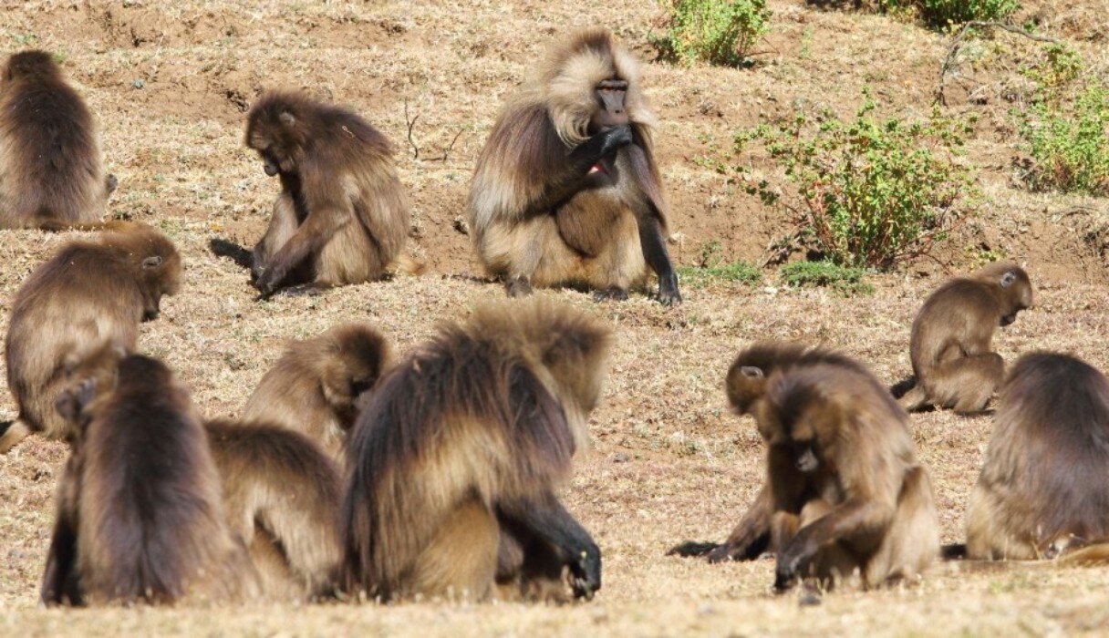 The Geladas Of Ethiopia - The Dodo