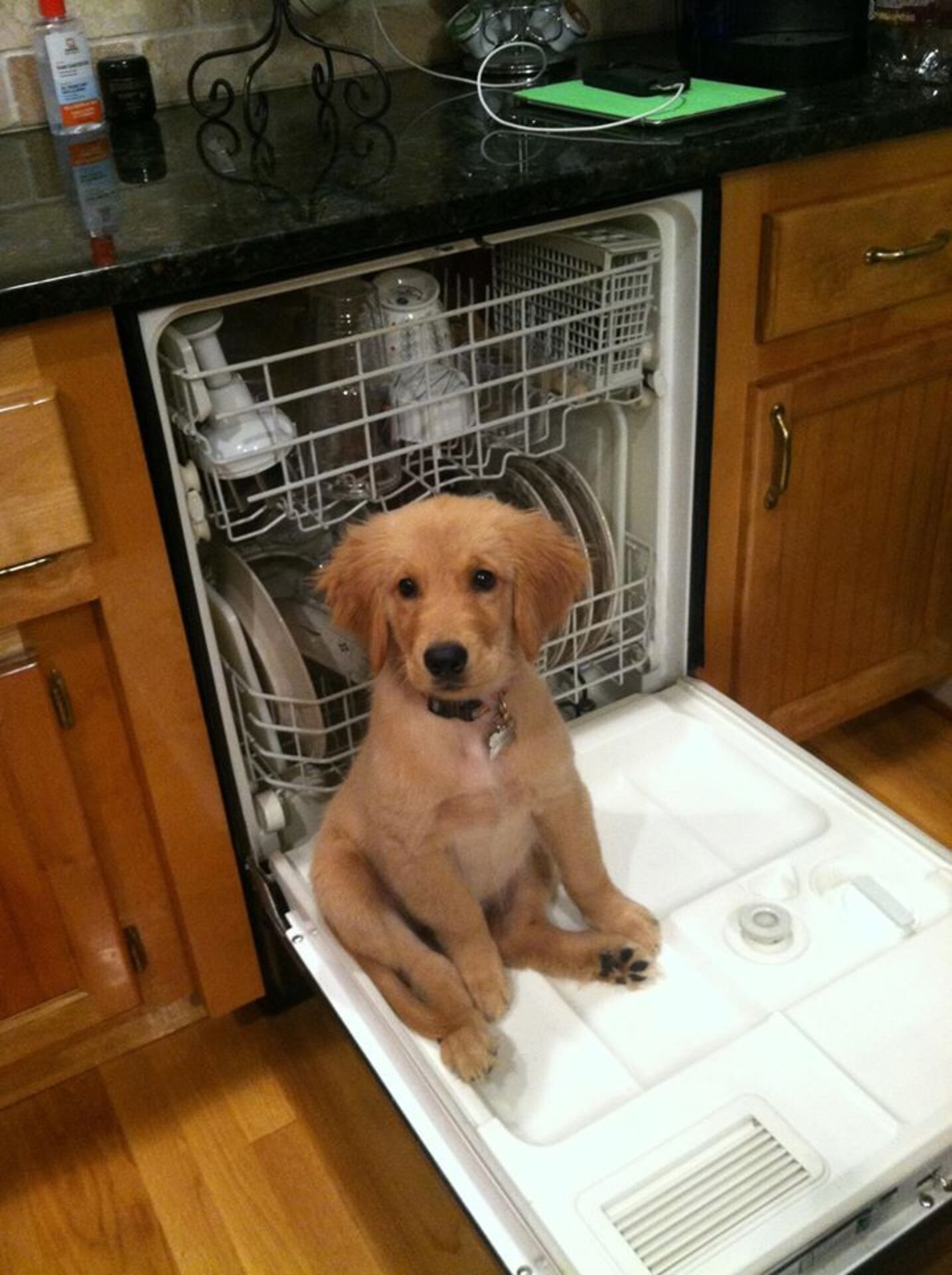 14 Pets Who Are Going To Help You With Spring Cleaning, Darn It! - The Dodo