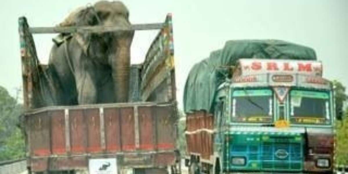 Raju The Elephant Weeps During His Rescue From 50 Years In Chains - The ...