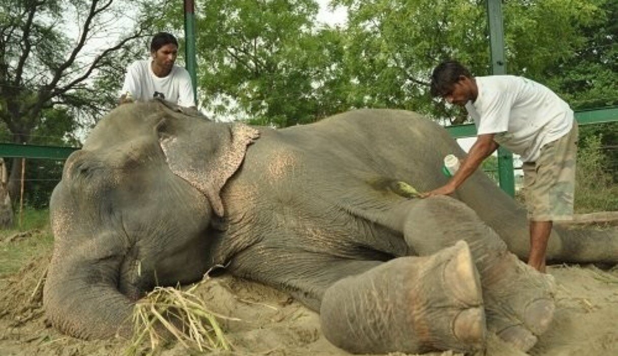 Raju The Elephant Weeps During His Rescue From 50 Years In Chains - The ...
