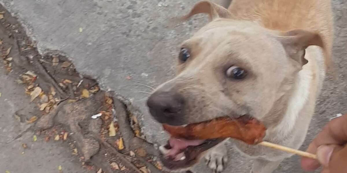Stray Dog Begs For Food, Then Brings It To Her Puppies - Videos - The Dodo