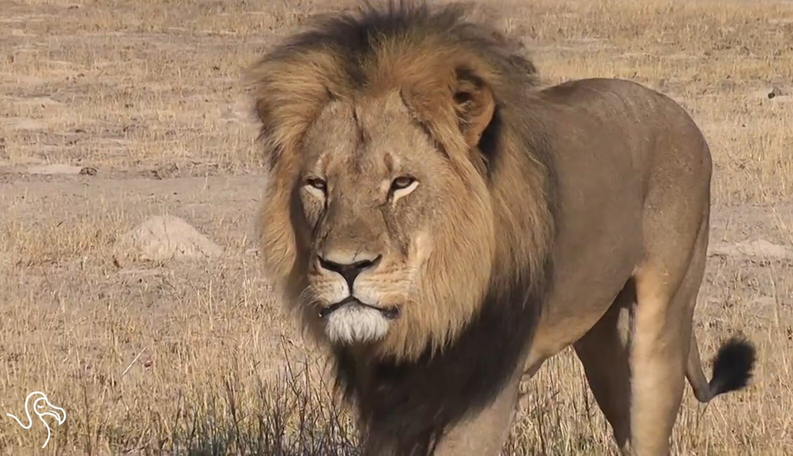 WATCH: A Cecil The Lion Tribute - The Dodo