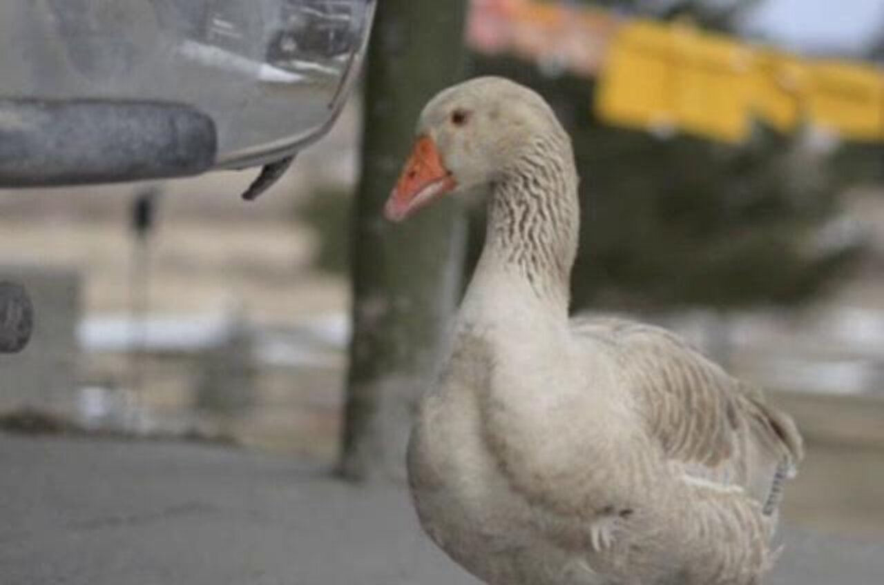 Rare Gander Falls in Love with Bumper While Looking For Buff Gal - The Dodo