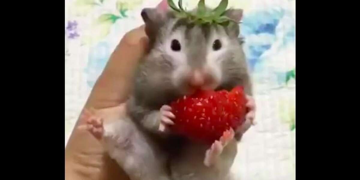Hamster Snacks On A Strawberry, And Decides To Become One - The Dodo