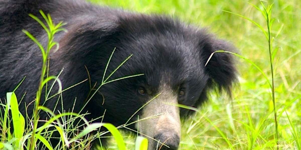 How We Saved India's Dancing Bears - The Dodo