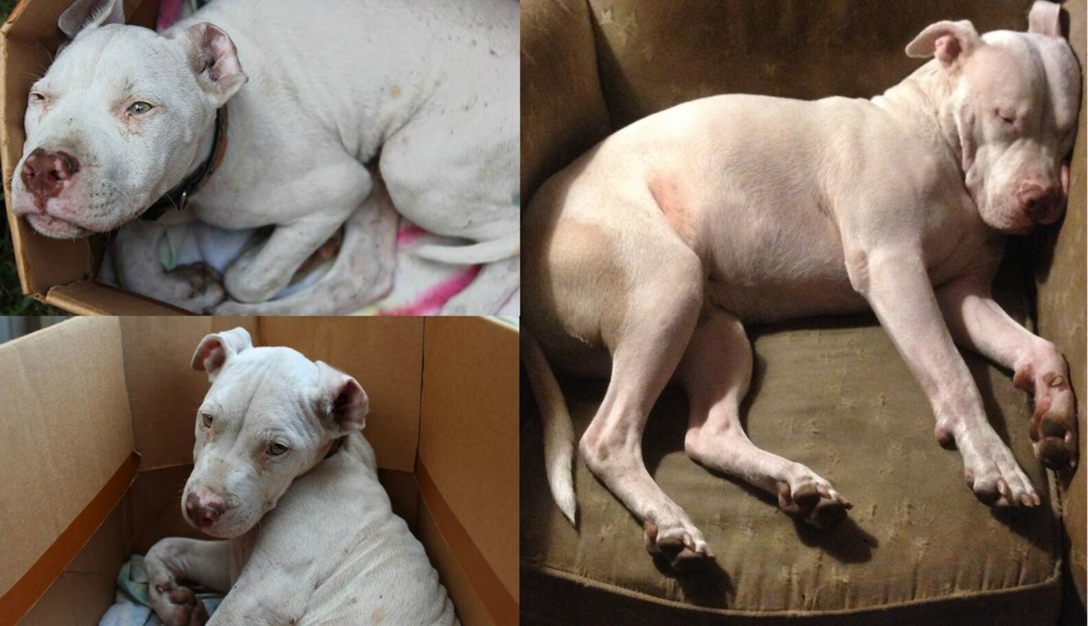 Sebastian, The Deaf Pit Bull: Two Years Later - The Dodo