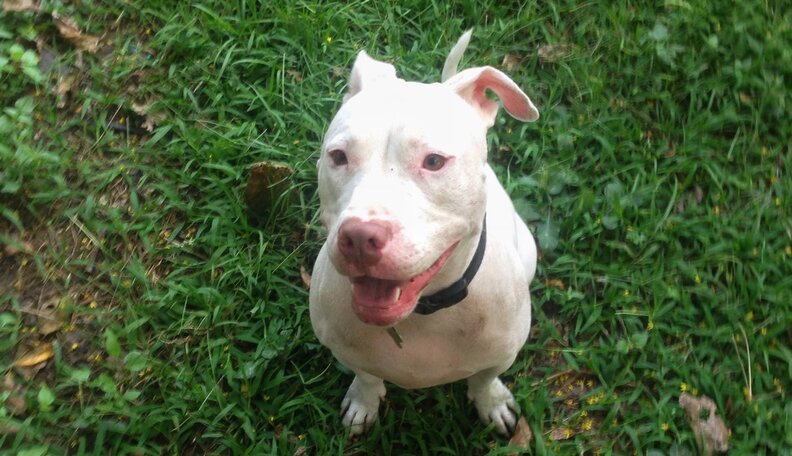 Sebastian, The Deaf Pit Bull: Two Years Later - The Dodo