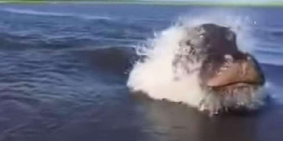 Heart-Stopping Hippo Encounter Caught On Film - The Dodo