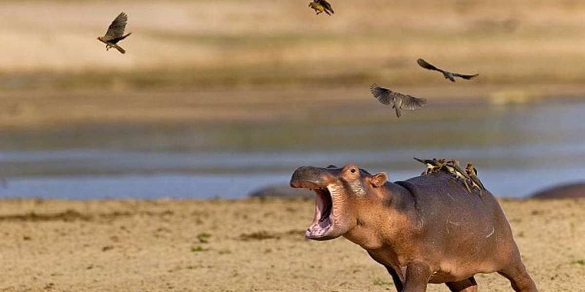 Terrified Baby Hippo Runs Away From Tiny Birds - The Dodo