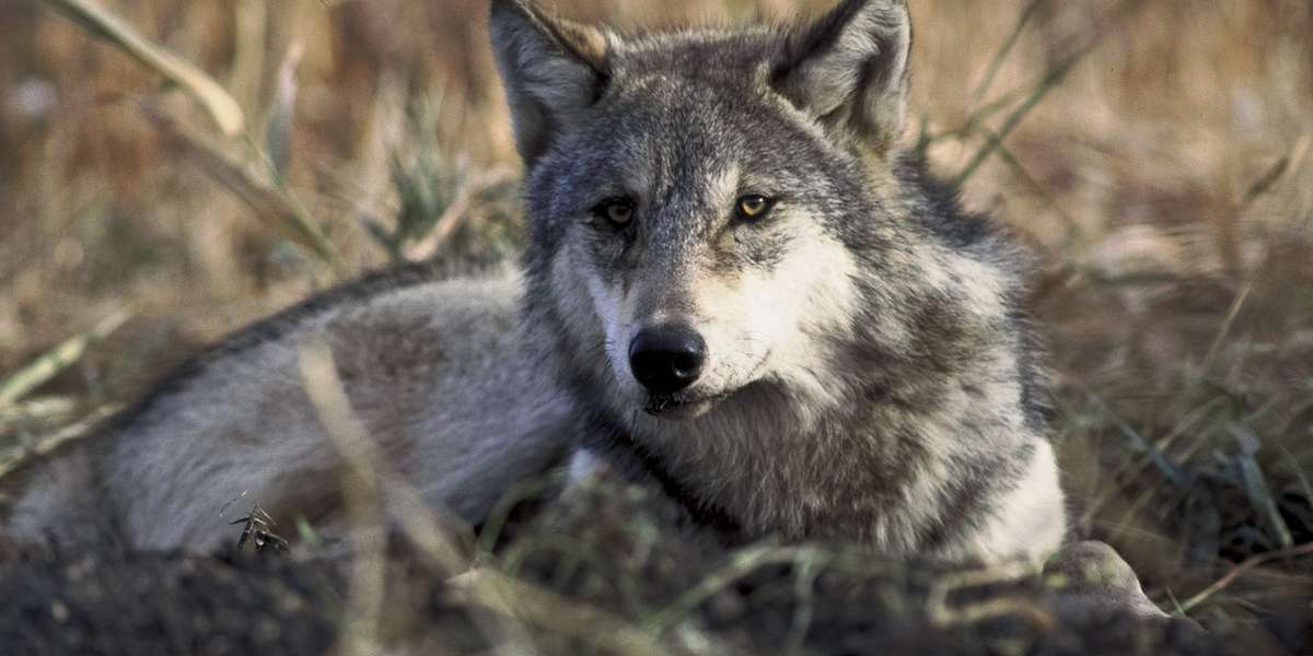 Taxpayers Are Footing The Bill For Canada’s Wolf Slaughter - The Dodo