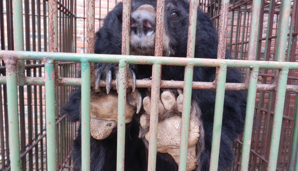 Shocking Conditions Exposed At Vietnamese Bear Bile Farms - The Dodo