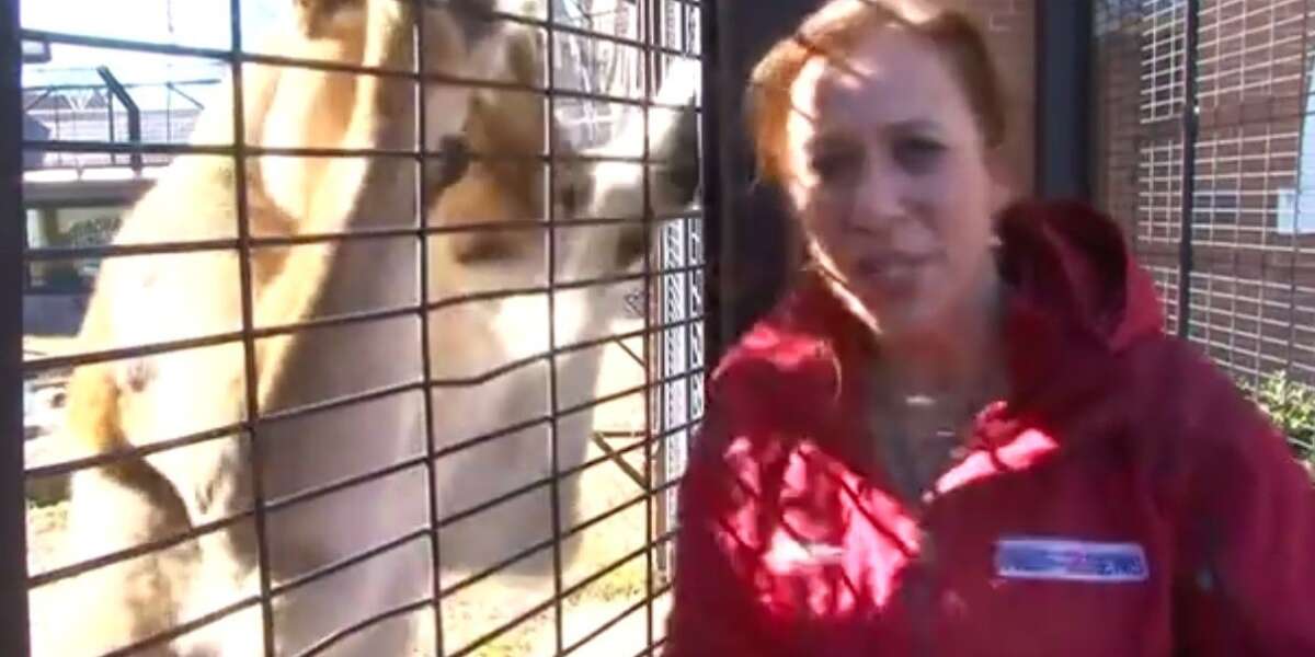 University’s Living Mascot Reminds Reporter She’s A Lion, Not A Prop ...