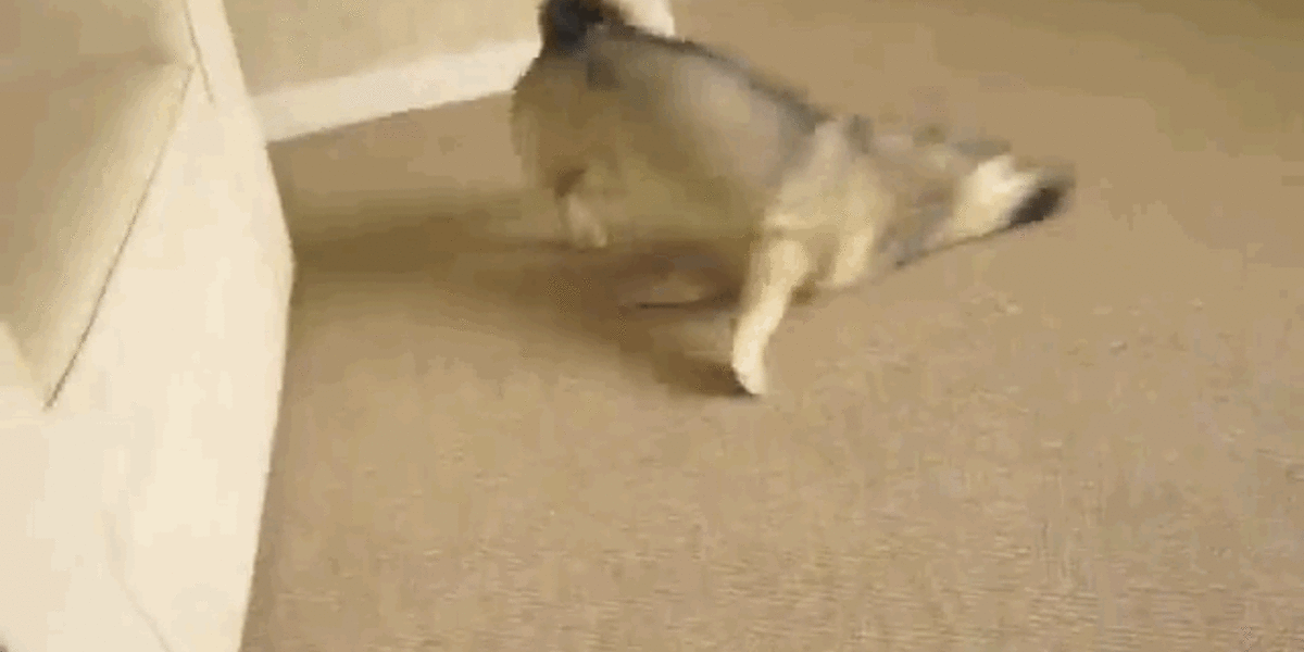 Ecstatic Swedish Dog Freaks Out Over His Favorite Toy - The Dodo