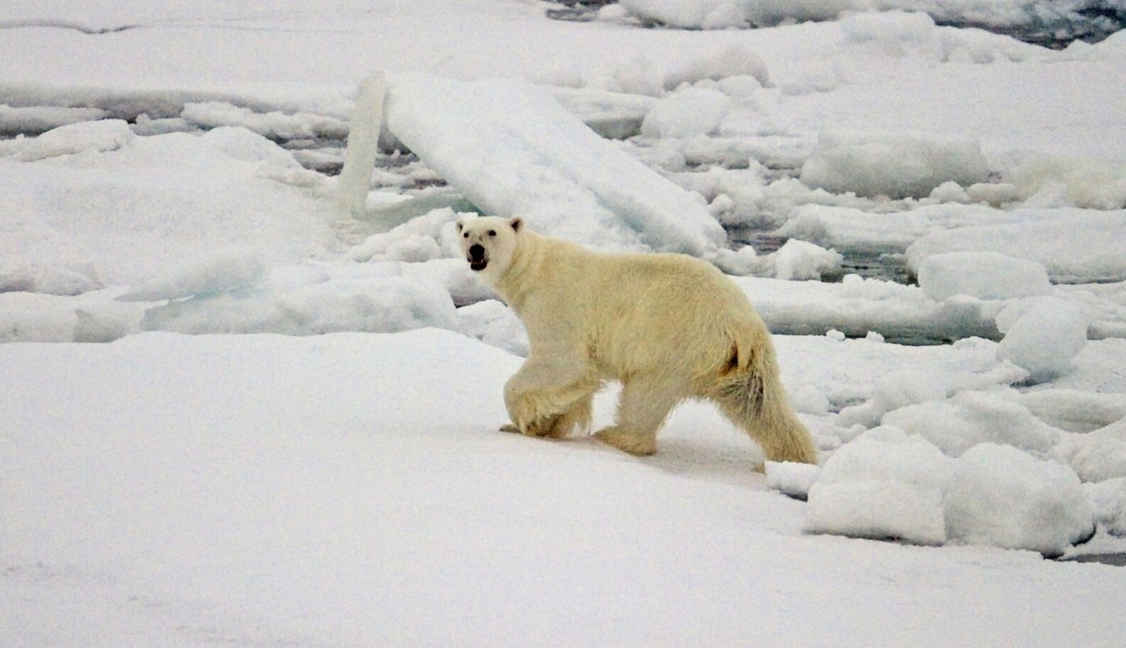Polar Bears Are In Serious Danger, Thanks To The NRA - The Dodo