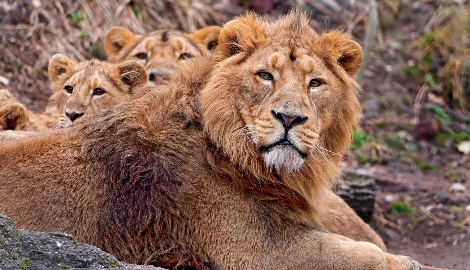 Zoo Kills Again: First Marius The Giraffe — Now A Lion Family - The Dodo