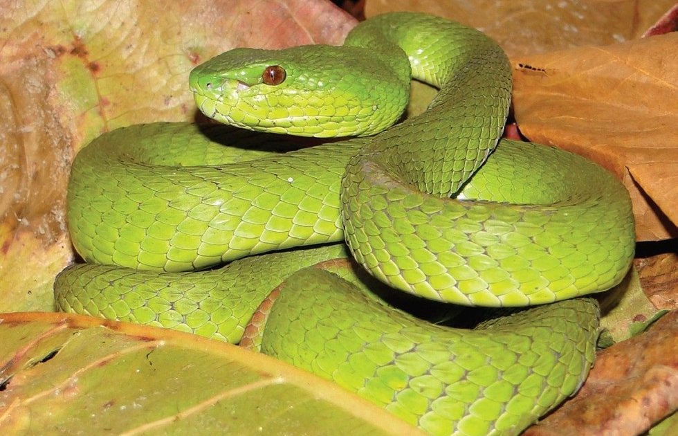 Deadly Snake Venom Could Actually Be A Lifesaver - The Dodo