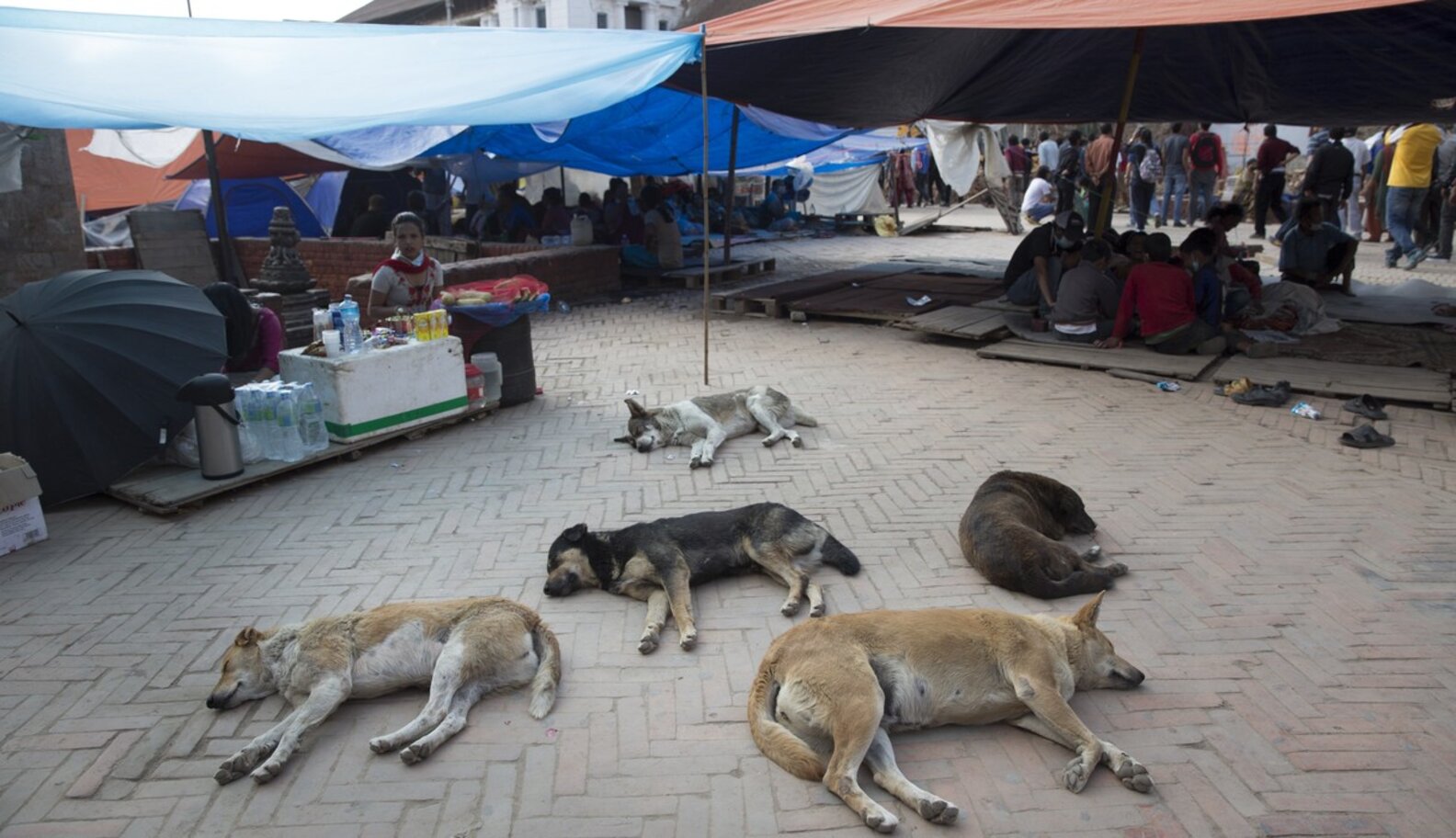 Touching Photos Capture Animals Who Survived Nepal Earthquake - The Dodo