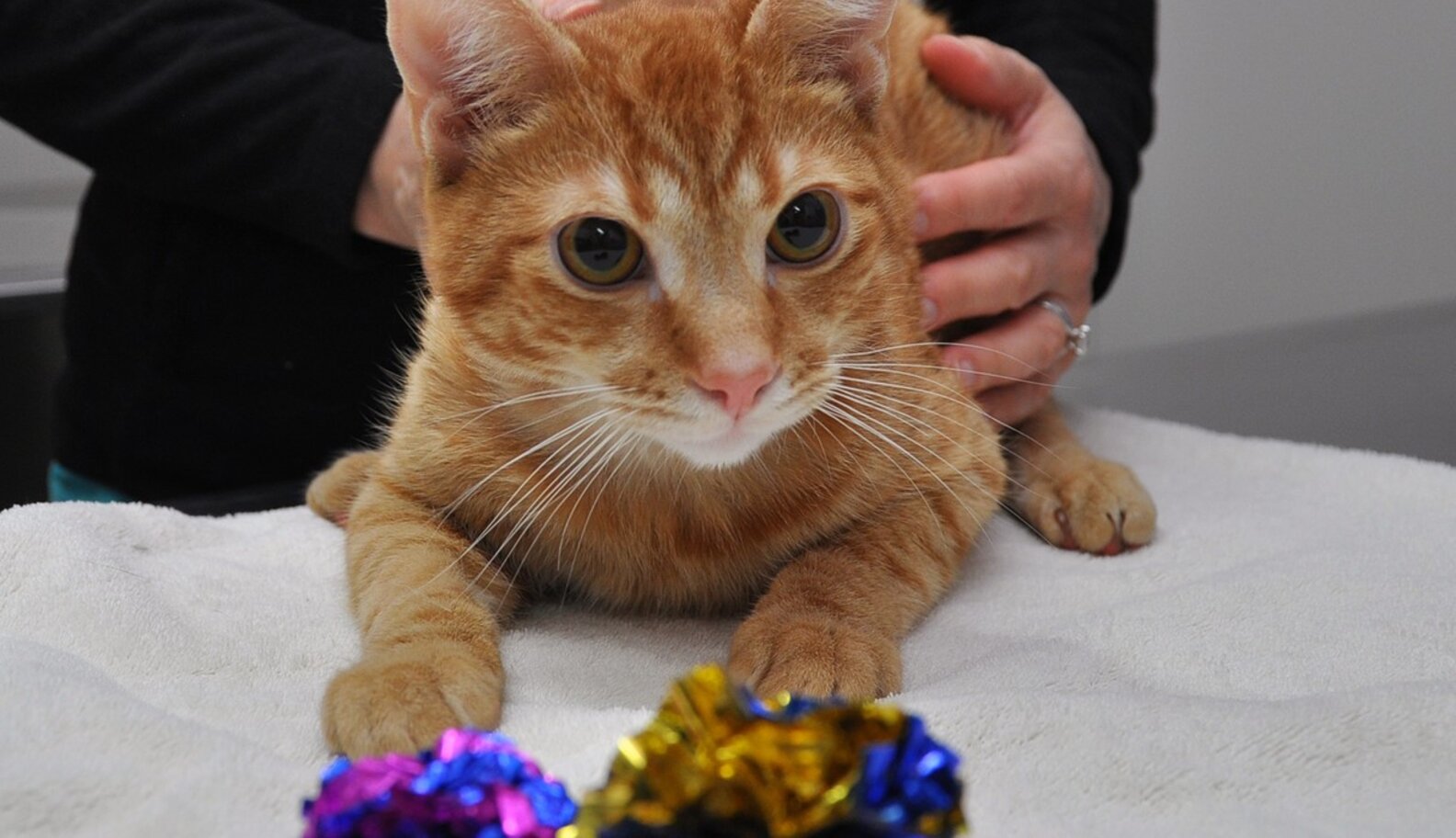 Neglected Cat Outgrew His Collar And It Almost Killed Him - The Dodo
