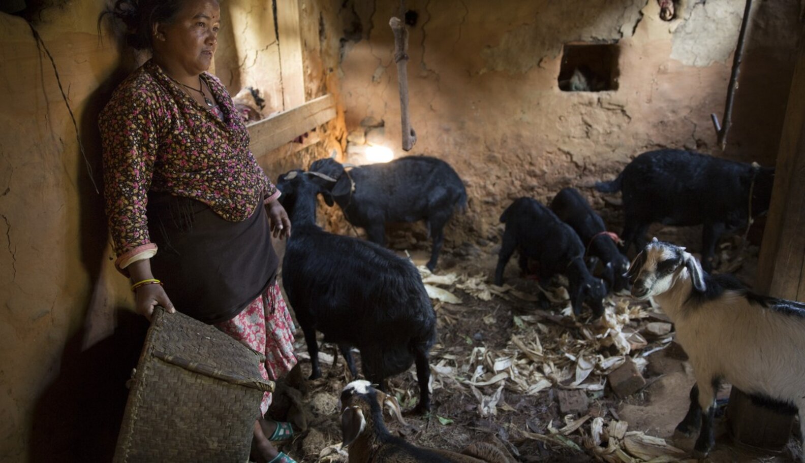 Touching Photos Capture Animals Who Survived Nepal Earthquake - The Dodo
