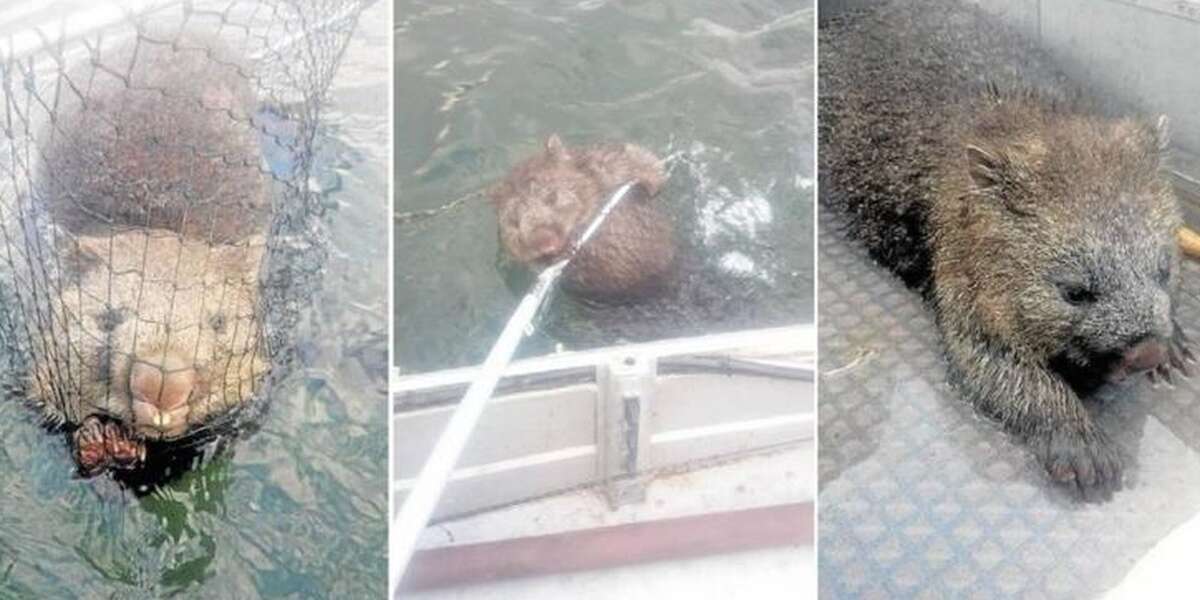 Fishermen Save A Drowning Wombat, Give Him A Lift To Shore - The Dodo
