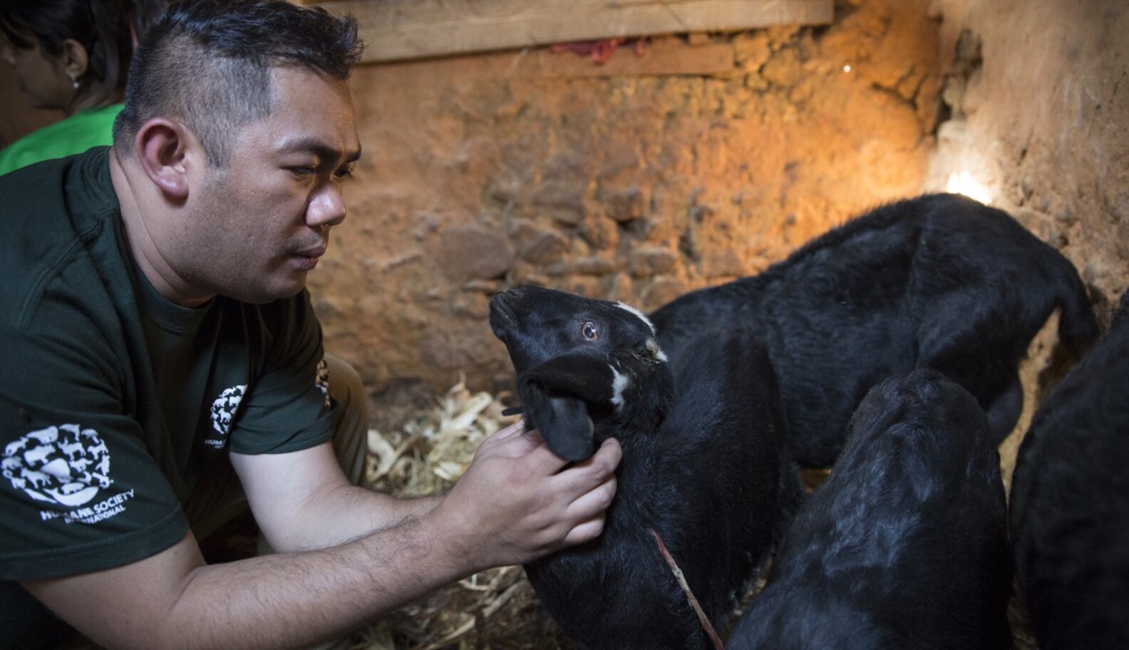 Touching Photos Capture Animals Who Survived Nepal Earthquake - The Dodo