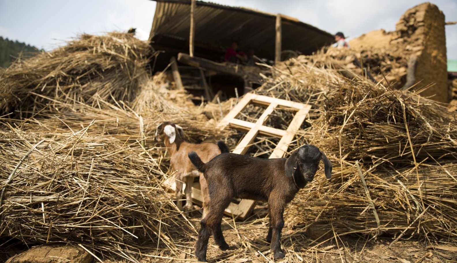 Touching Photos Capture Animals Who Survived Nepal Earthquake - The Dodo
