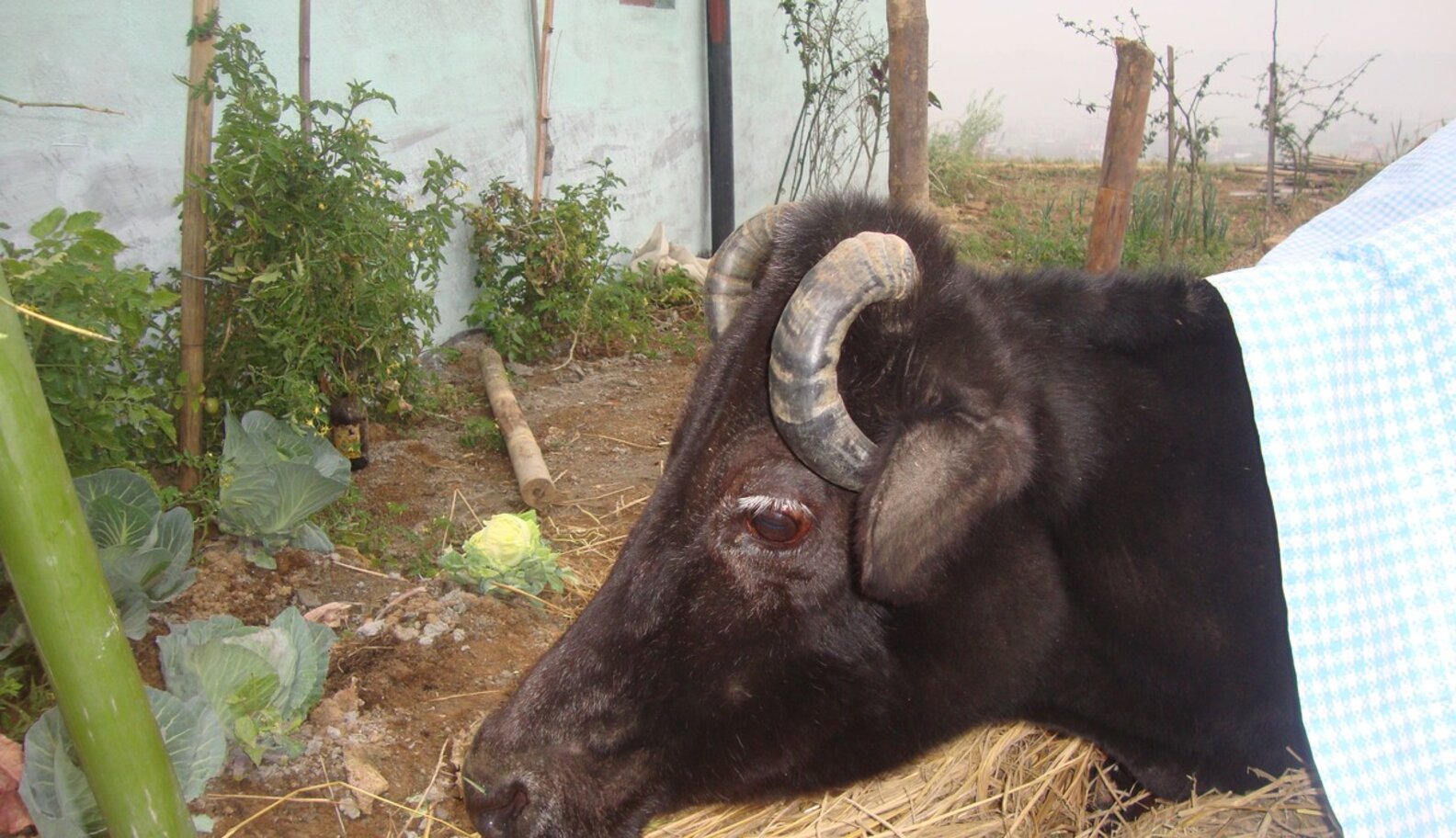 Touching Photos Capture Animals Who Survived Nepal Earthquake - The Dodo