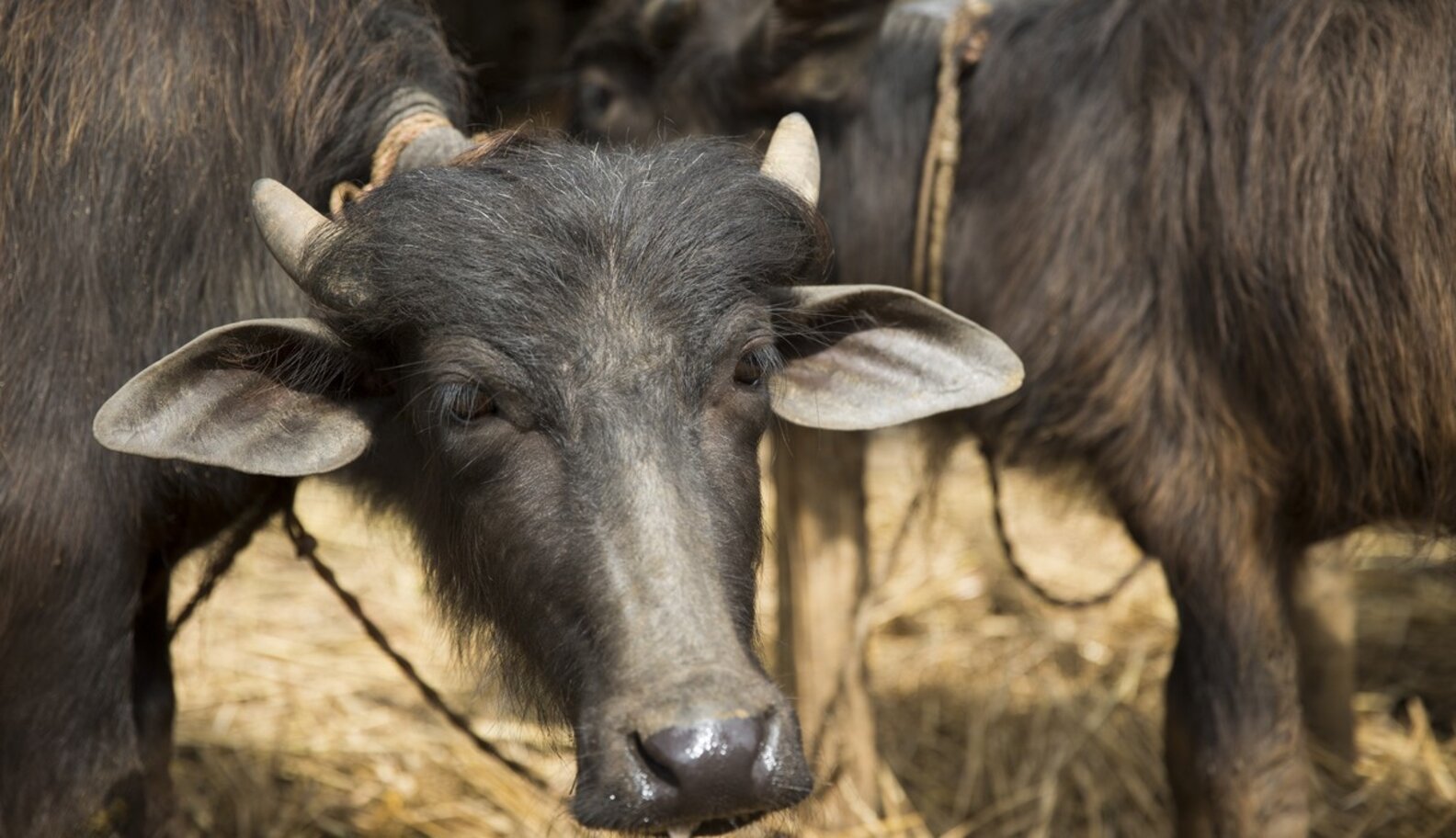 Touching Photos Capture Animals Who Survived Nepal Earthquake - The Dodo