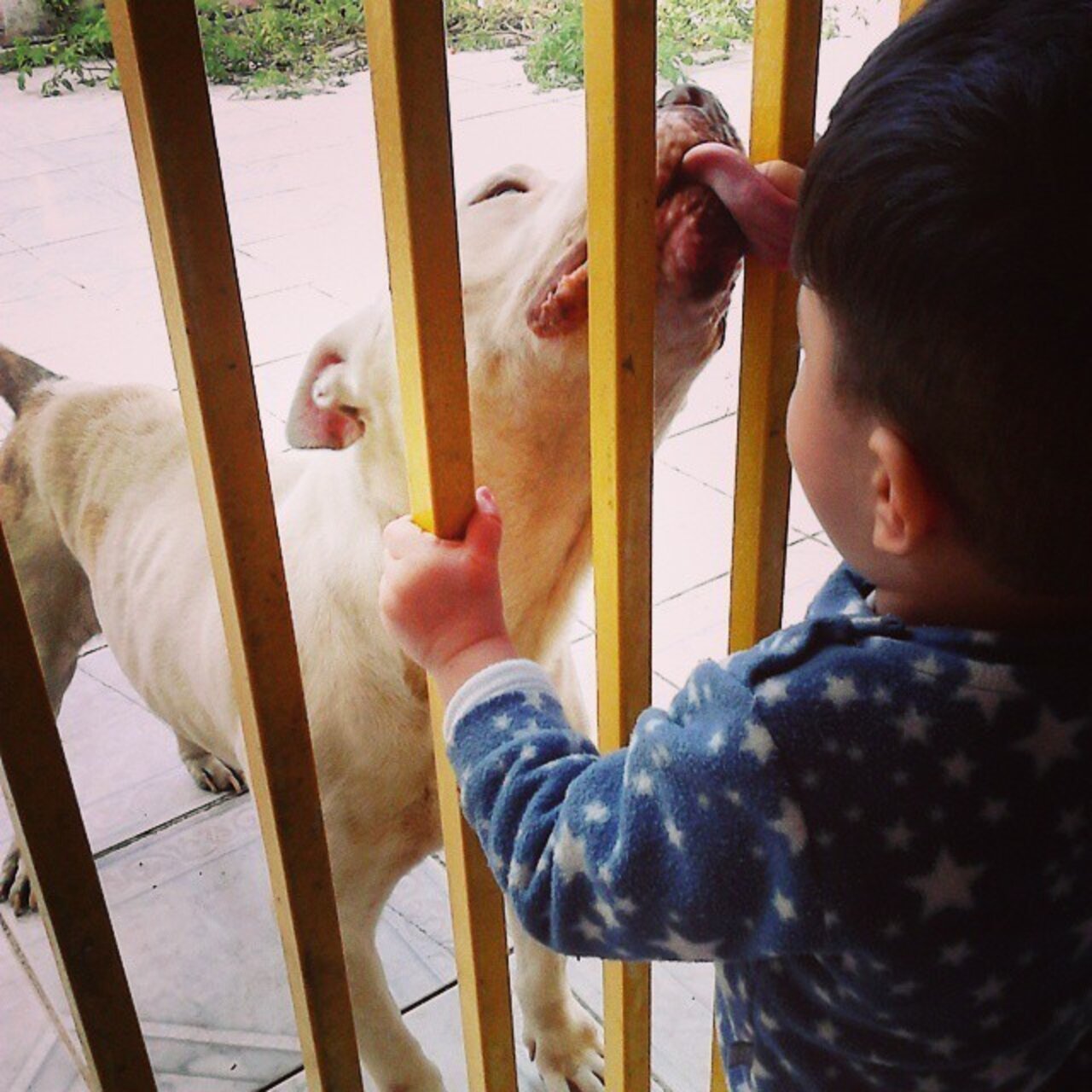 18 Pit Bulls Who Really, Really Love Their Human Babies - The Dodo