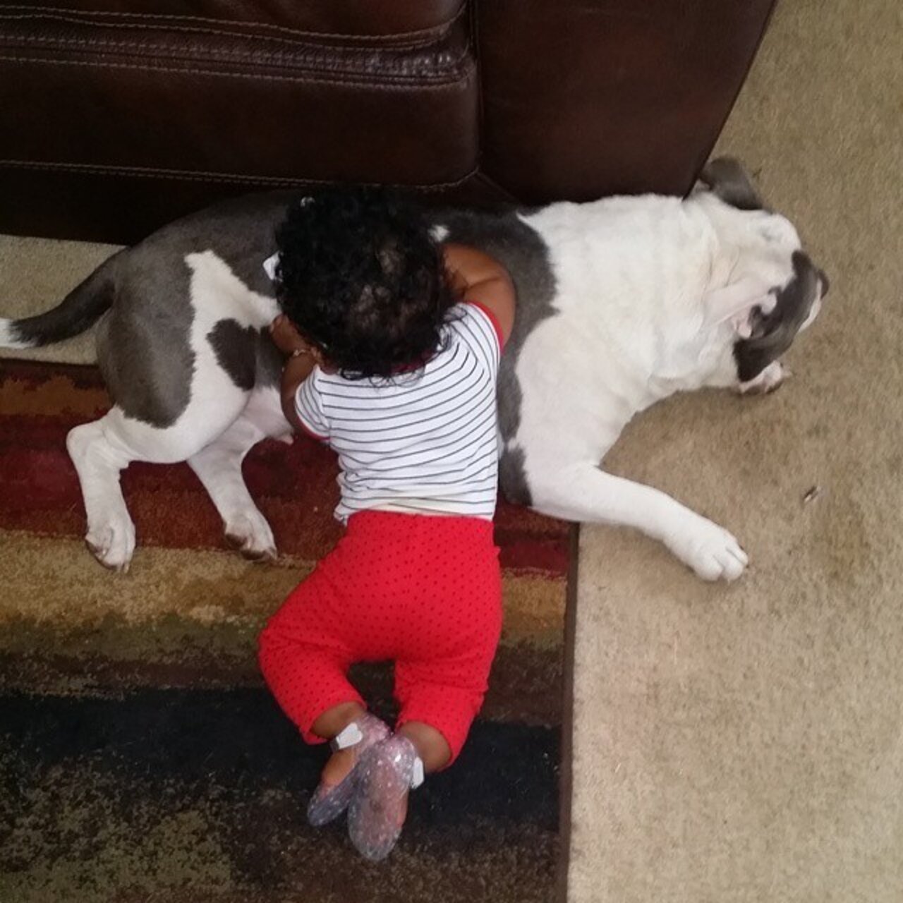 18 Pit Bulls Who Really, Really Love Their Human Babies - The Dodo