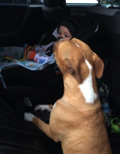 18 Pit Bulls Who Really, Really Love Their Human Babies - The Dodo
