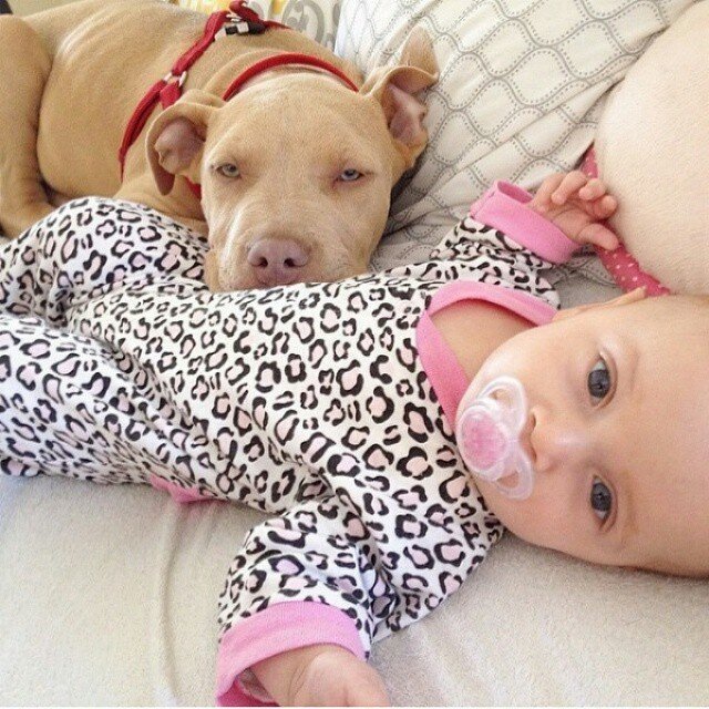 18 Pit Bulls Who Really, Really Love Their Human Babies - The Dodo