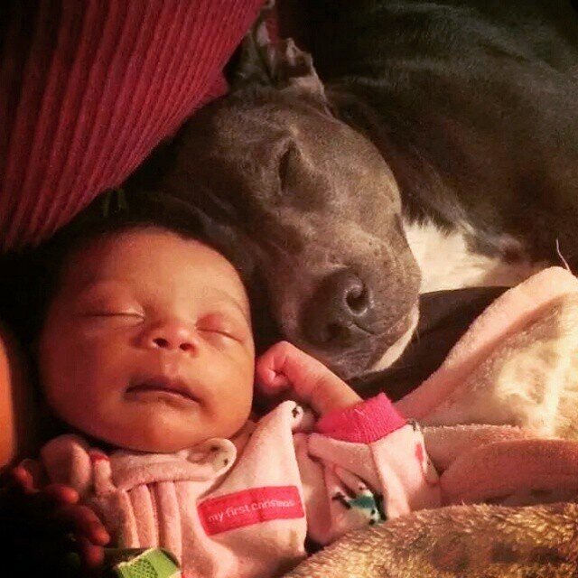 18 Pit Bulls Who Really, Really Love Their Human Babies - The Dodo
