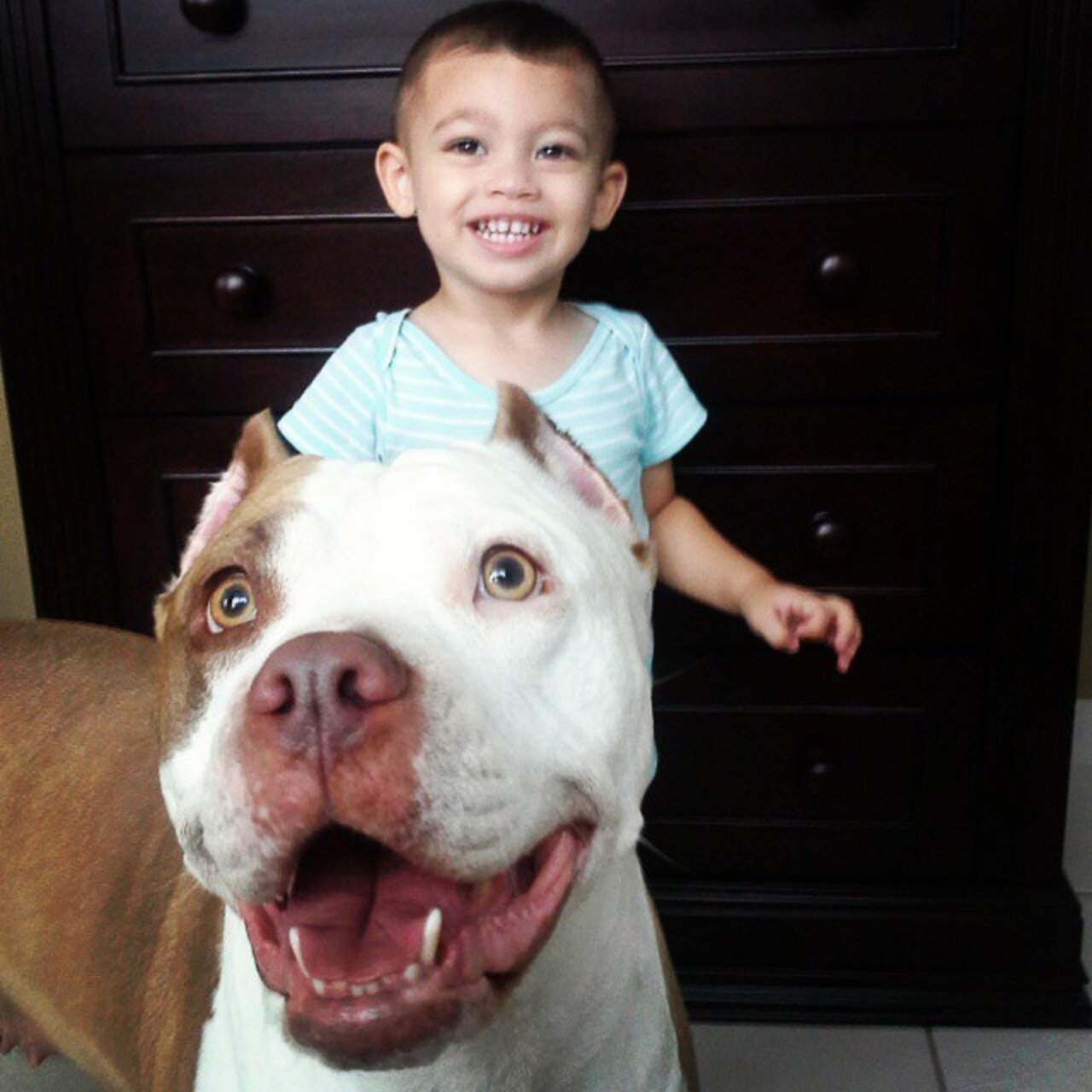 18 Pit Bulls Who Really, Really Love Their Human Babies - The Dodo