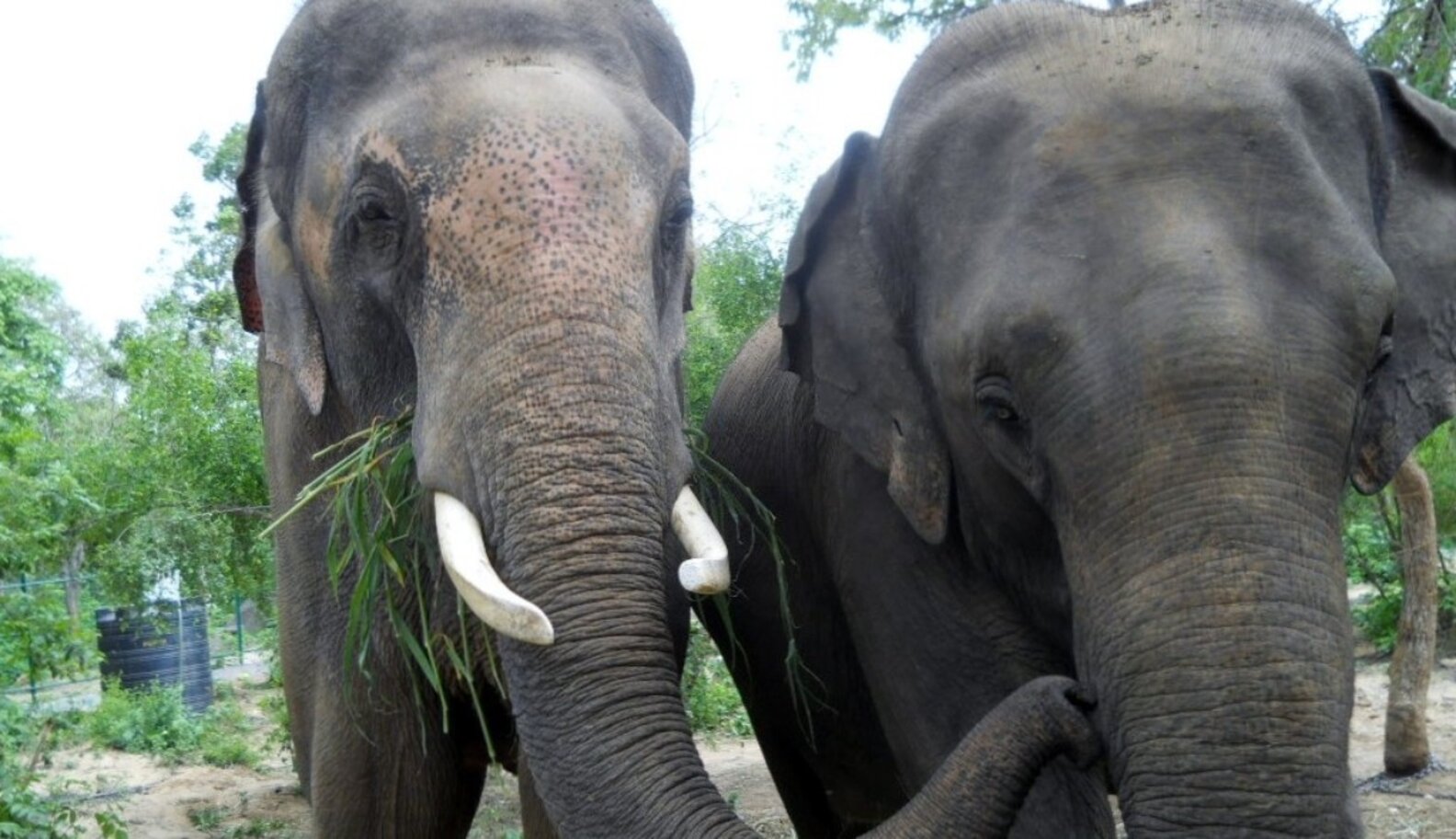 Watch The Stunning Transformation Of Sunder, The Newly-Freed Elephant ...