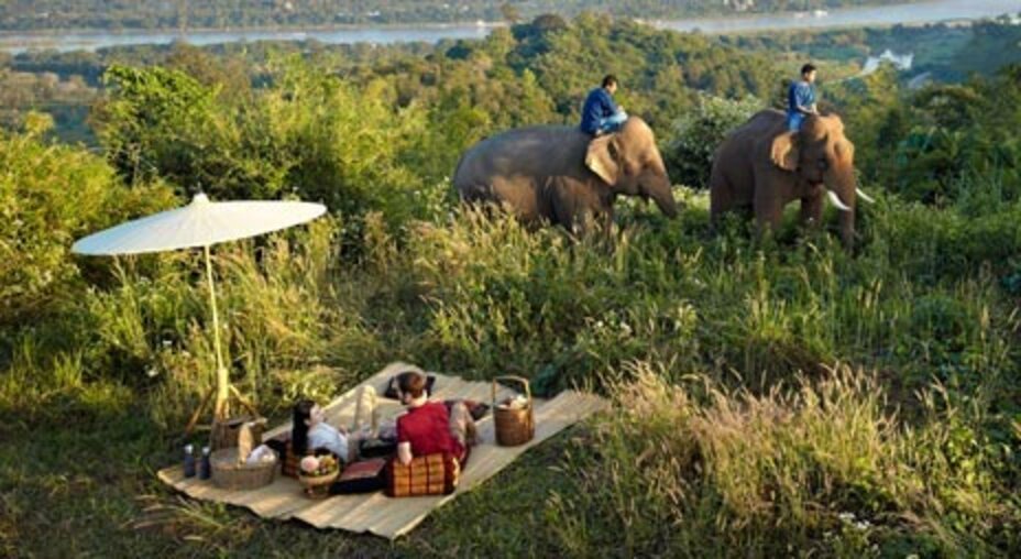 If You Love Elephants, Don't Ever Ride Them. Here's Why. - The Dodo