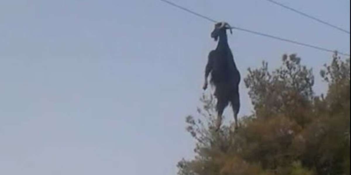 Goat Dangling From Power Line Doesn't Get What The Big Deal Is - The Dodo