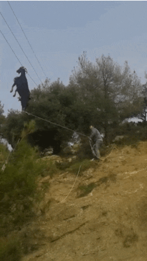 Goat Dangling From Power Line Doesn't Get What The Big Deal Is - The Dodo